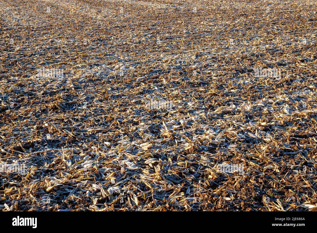 agricultural field on which winter rapeseed has frozen, farming in an ...
