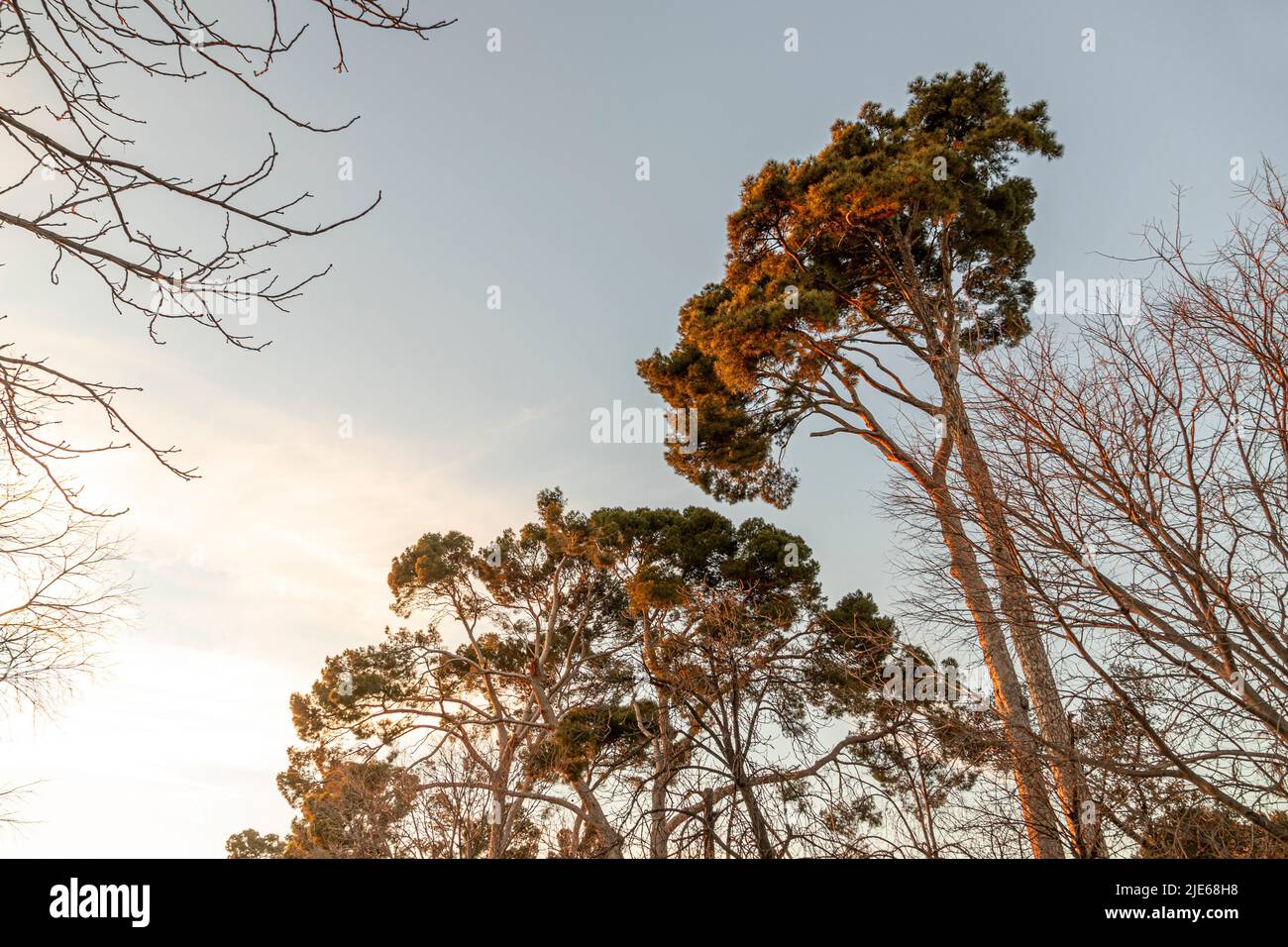 Madrid, Spain. Trees of the Buen Retiro park at sunset Stock Photo - Alamy