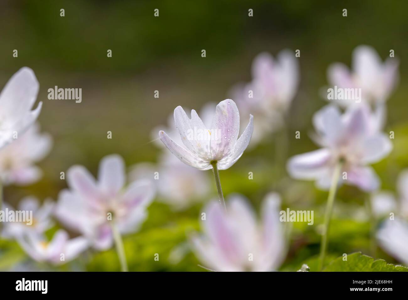 spring white flowers sprouting in the forest, sunny warm spring weather ...