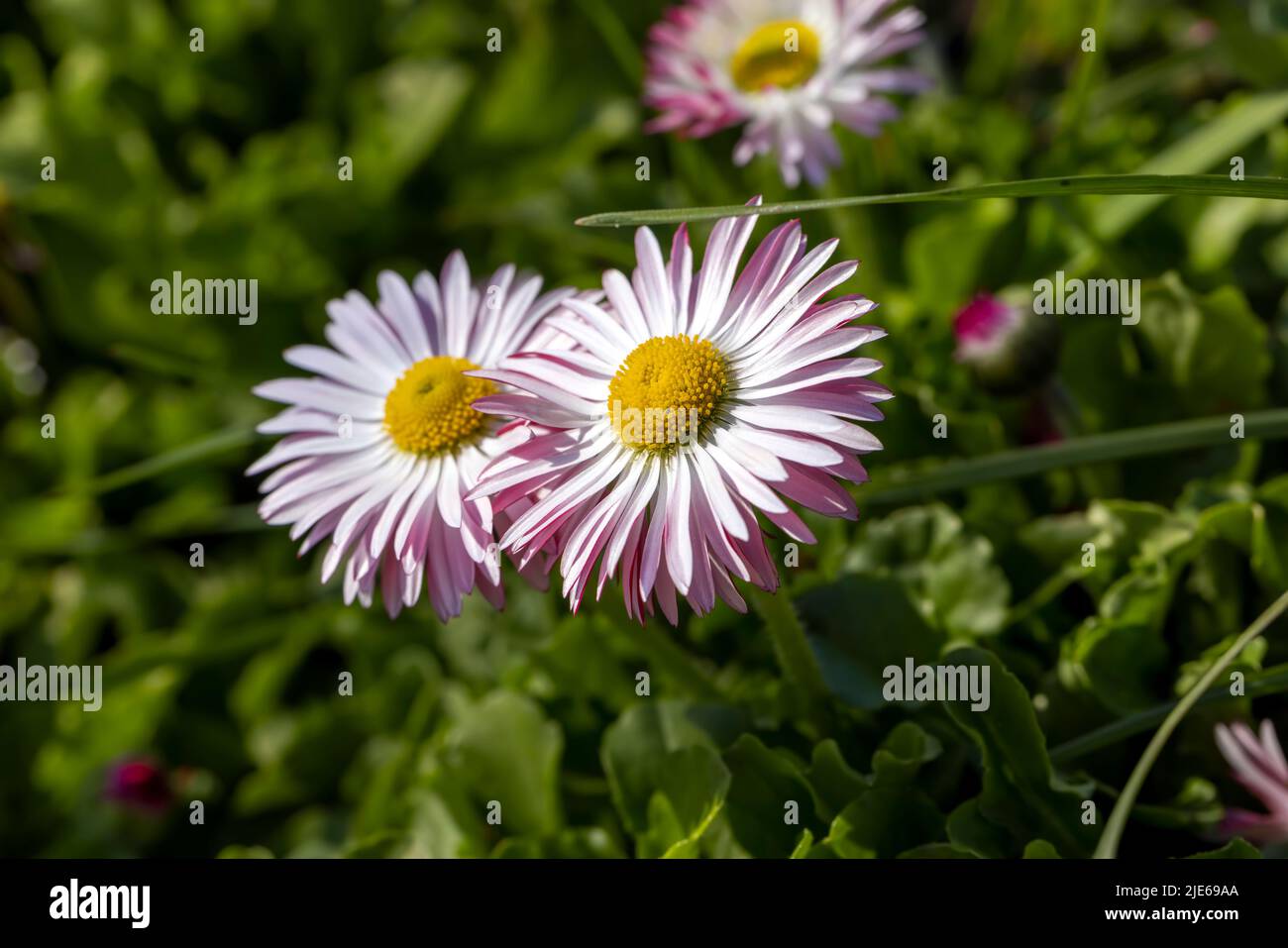 white and red daisies on the field, small daisy flowers with dust and ...