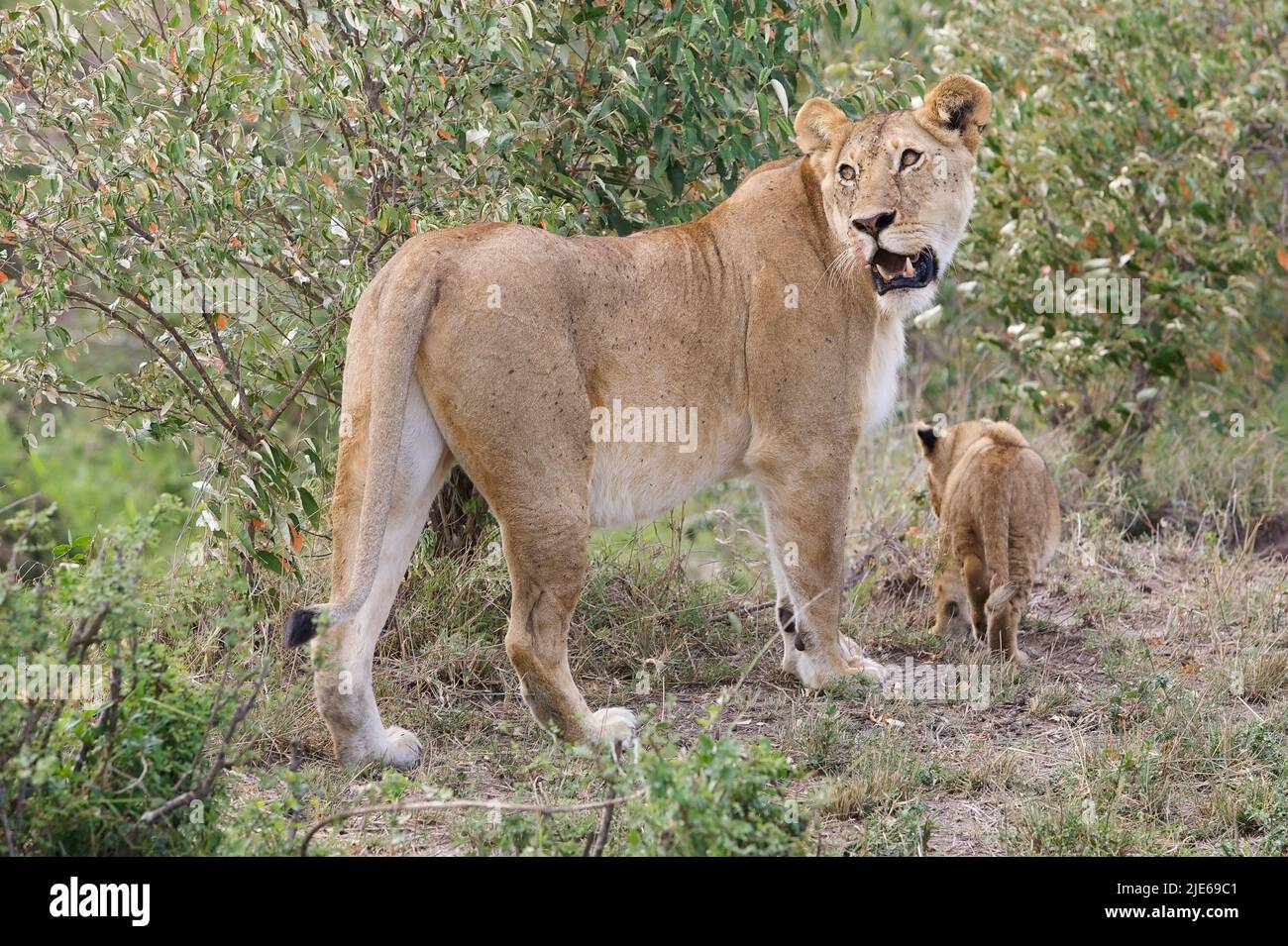 African lioness and cub (Panthera leo) portrait. Animal in the wild ...
