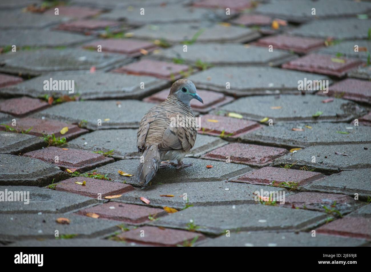 Dove with green background hi-res stock photography and images - Alamy