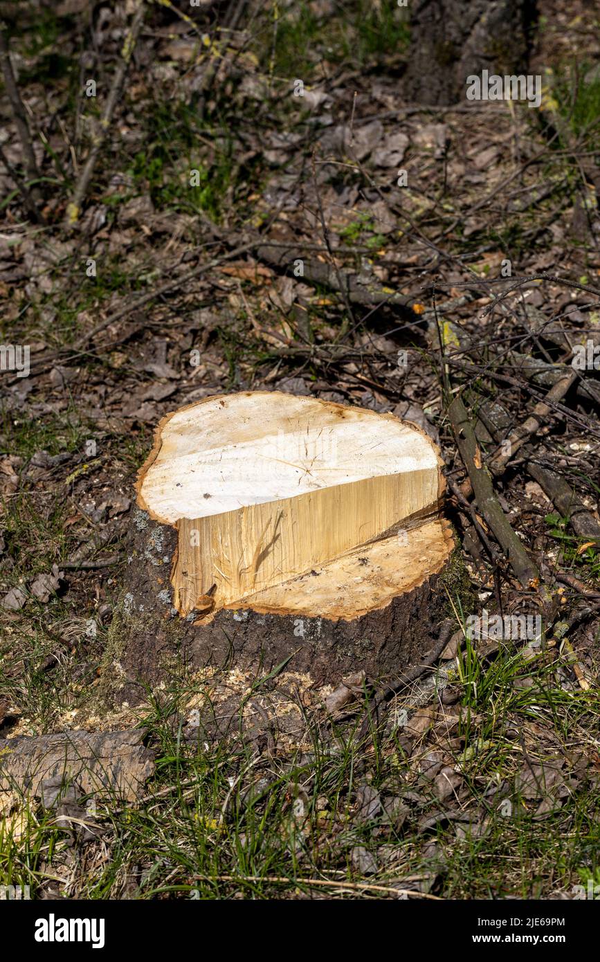 stumps and branches left after logging in the forest, deforestation to ...