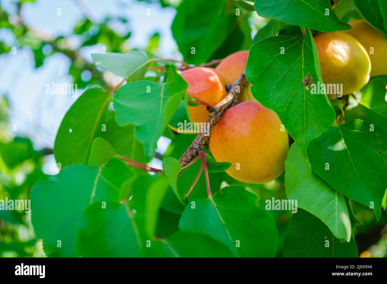 Ripe apricot fruits illuminated by the morning sun during harvest in a ...
