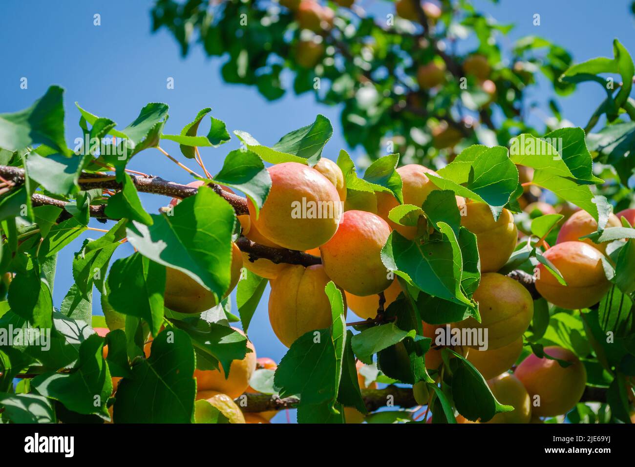 Ripe apricot fruits illuminated by the morning sun during harvest in a ...
