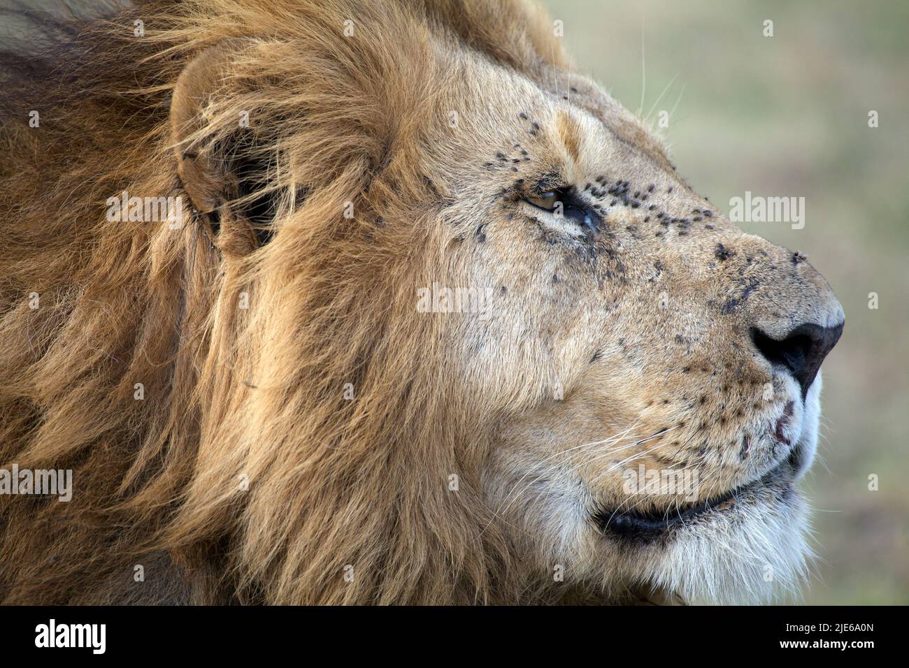 African lion (Panthera leo) portrait. Animal in the wild Stock Photo ...