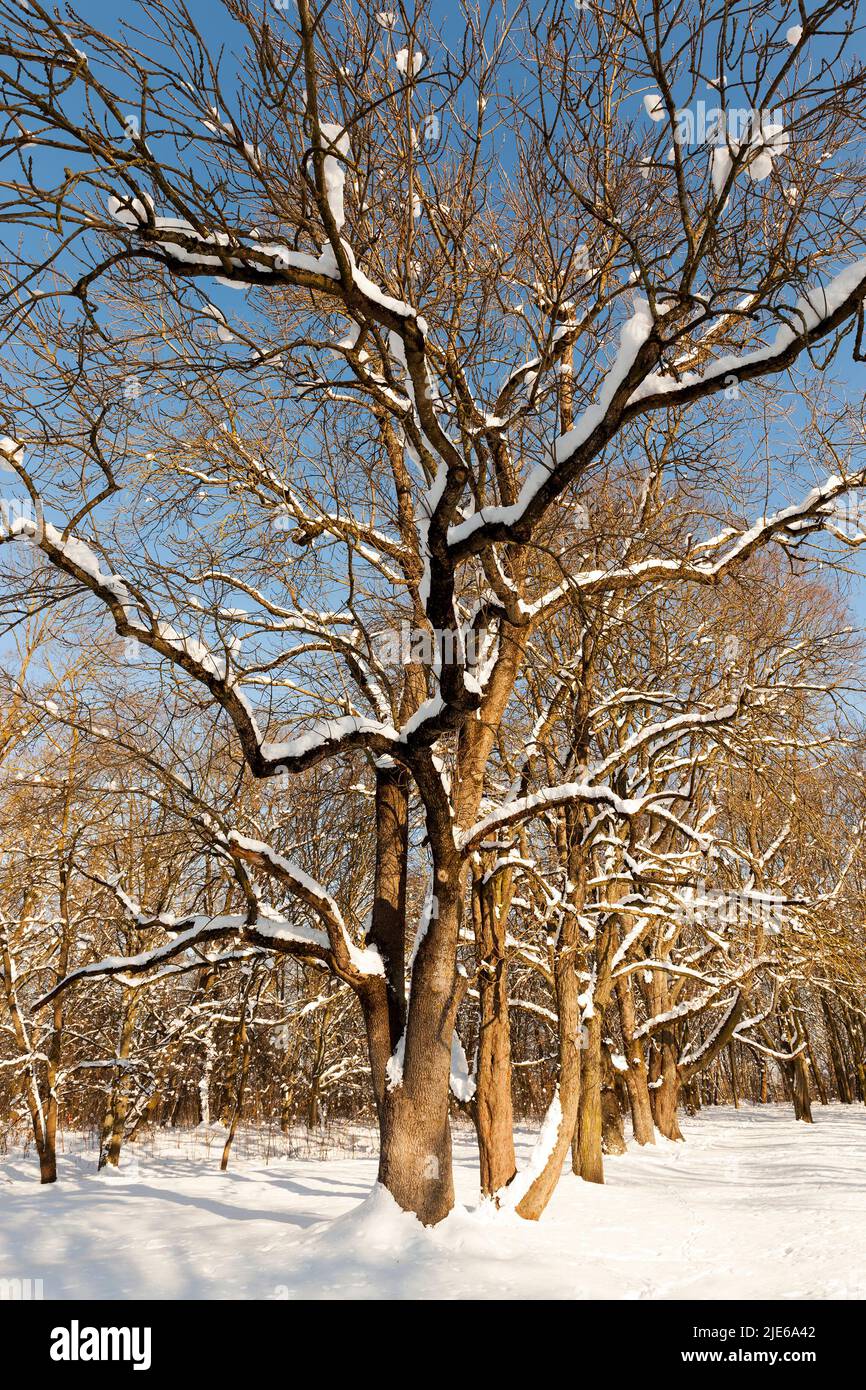 deciduous trees in winter after a snowfall, sunny weather in a winter ...
