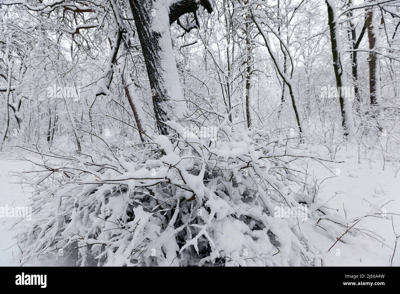 deciduous trees in winter after a snowfall, cloudy weather in a winter ...