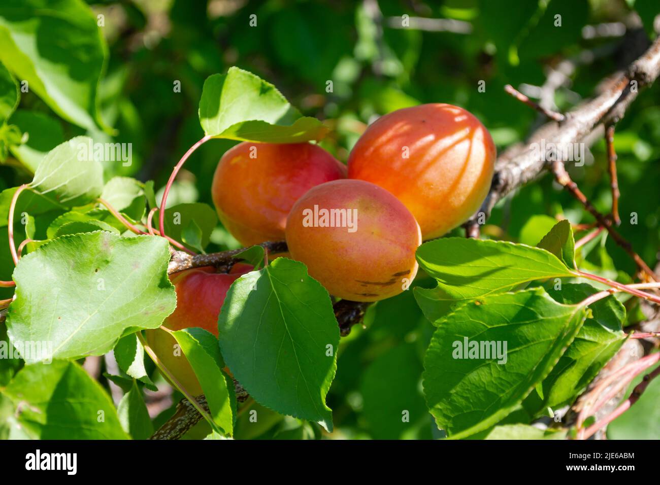 Ripe apricot fruits illuminated by the morning sun during harvest in a ...