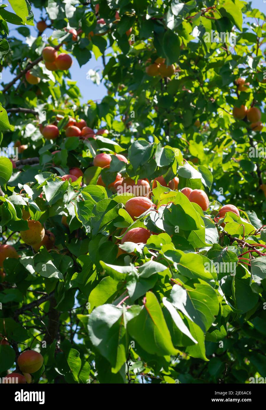 Ripe apricot fruits illuminated by the morning sun during harvest in a ...