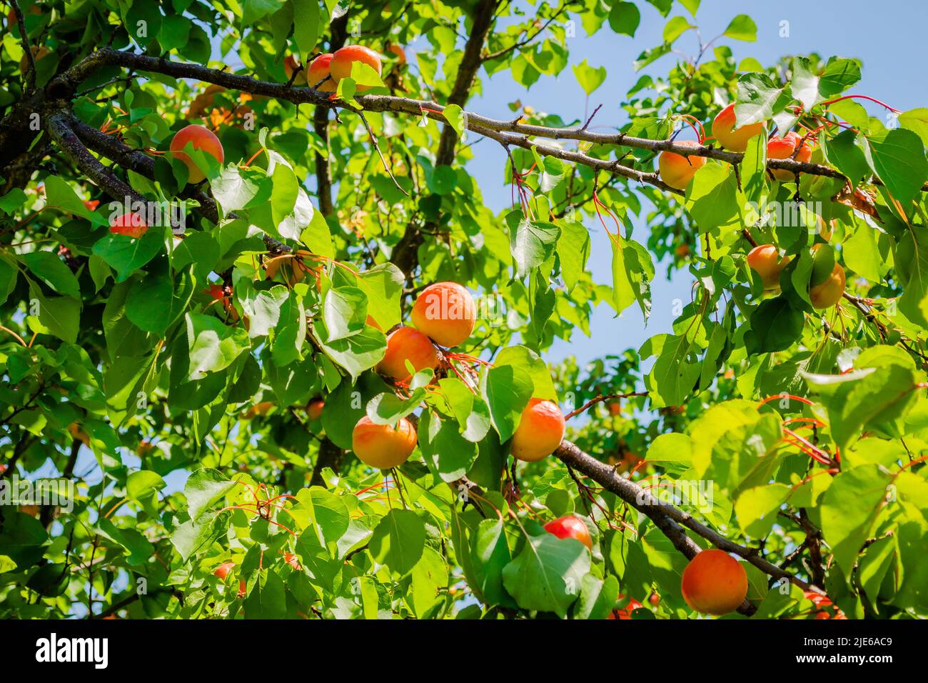 Ripe apricot fruits illuminated by the morning sun during harvest in a ...