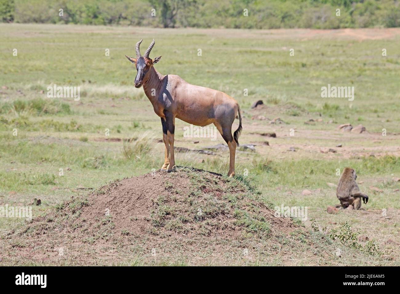 Topi (Damaliscus lunatus jimela). Animal in the wild Stock Photo - Alamy