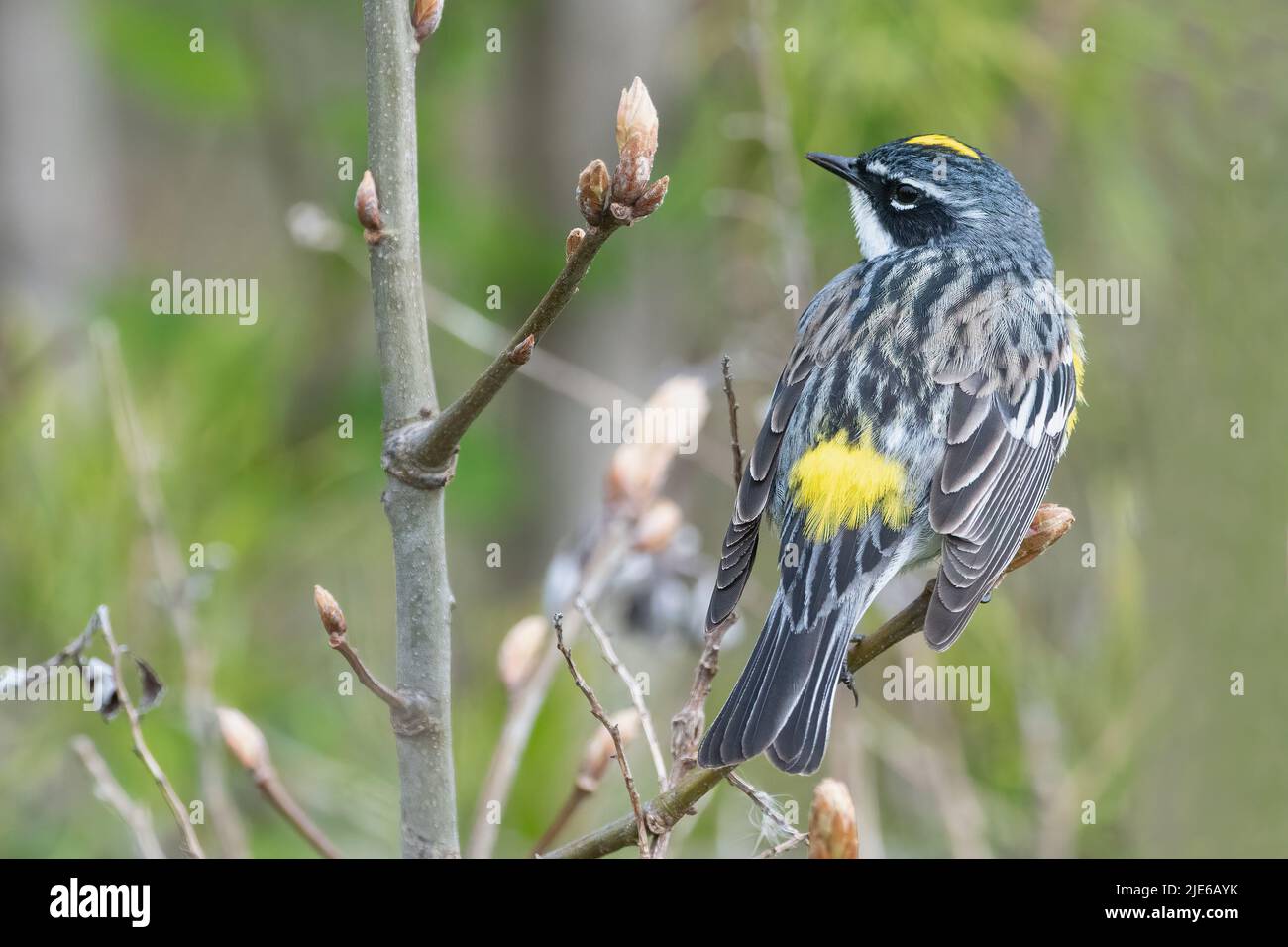 Yellow-rumped warbler during spring migration Stock Photo - Alamy