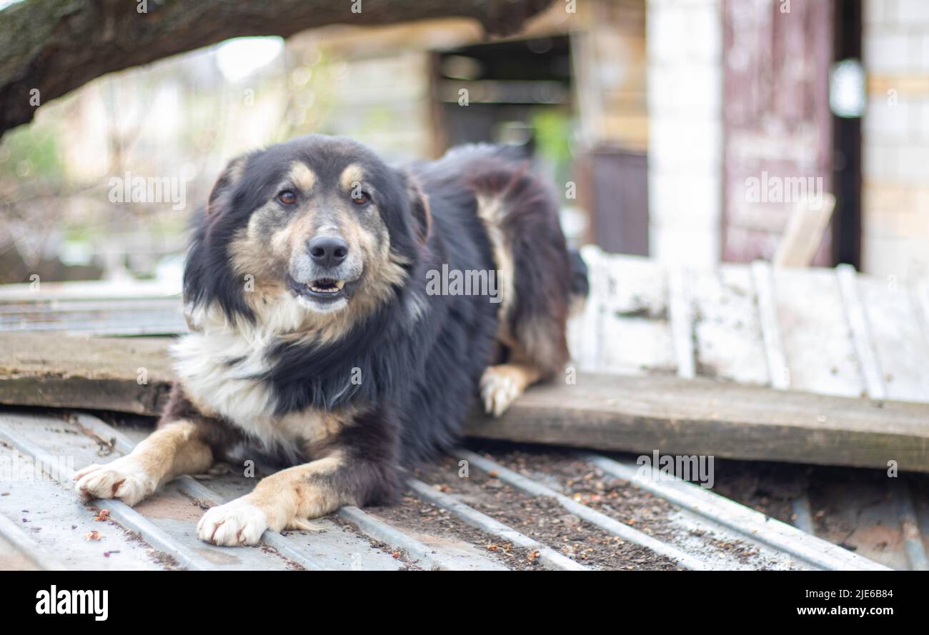 Black large shaggy mestizo dog lies in the yard in summer. Portrait of ...