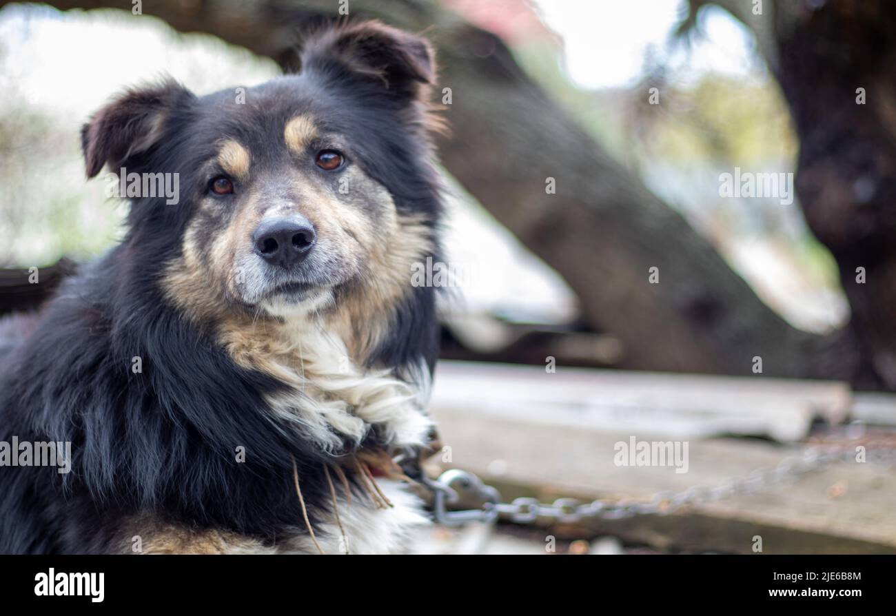 Black large shaggy mestizo dog lies in the yard in summer. Portrait of ...