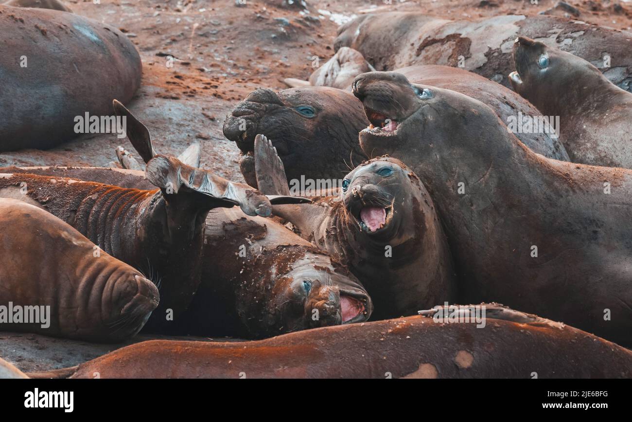 South Atlantic Elephant Seal, in antarctic environment , Hannah Point ...