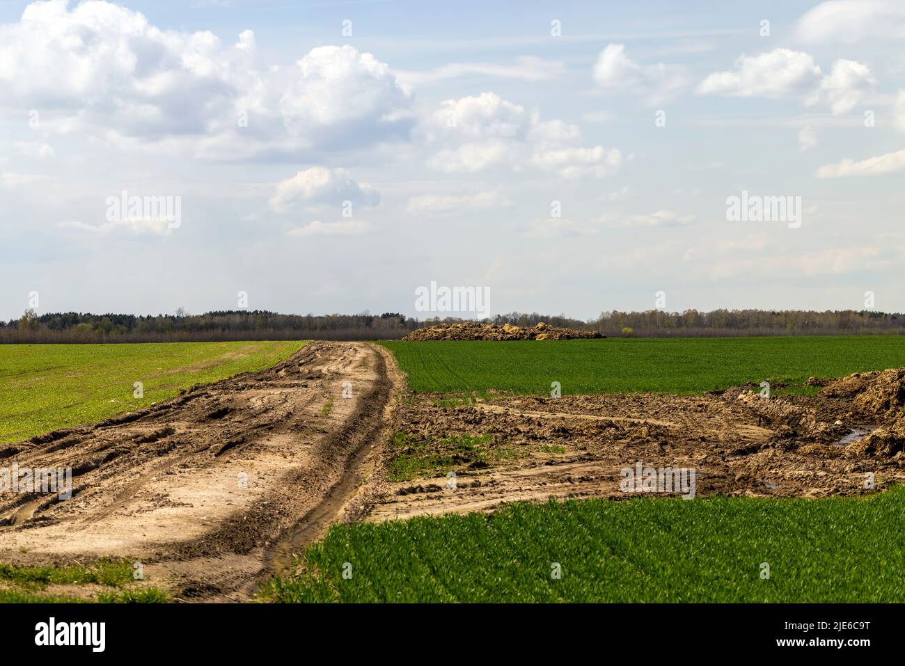 bad country road for cars through a field with wheat, agricultural ...