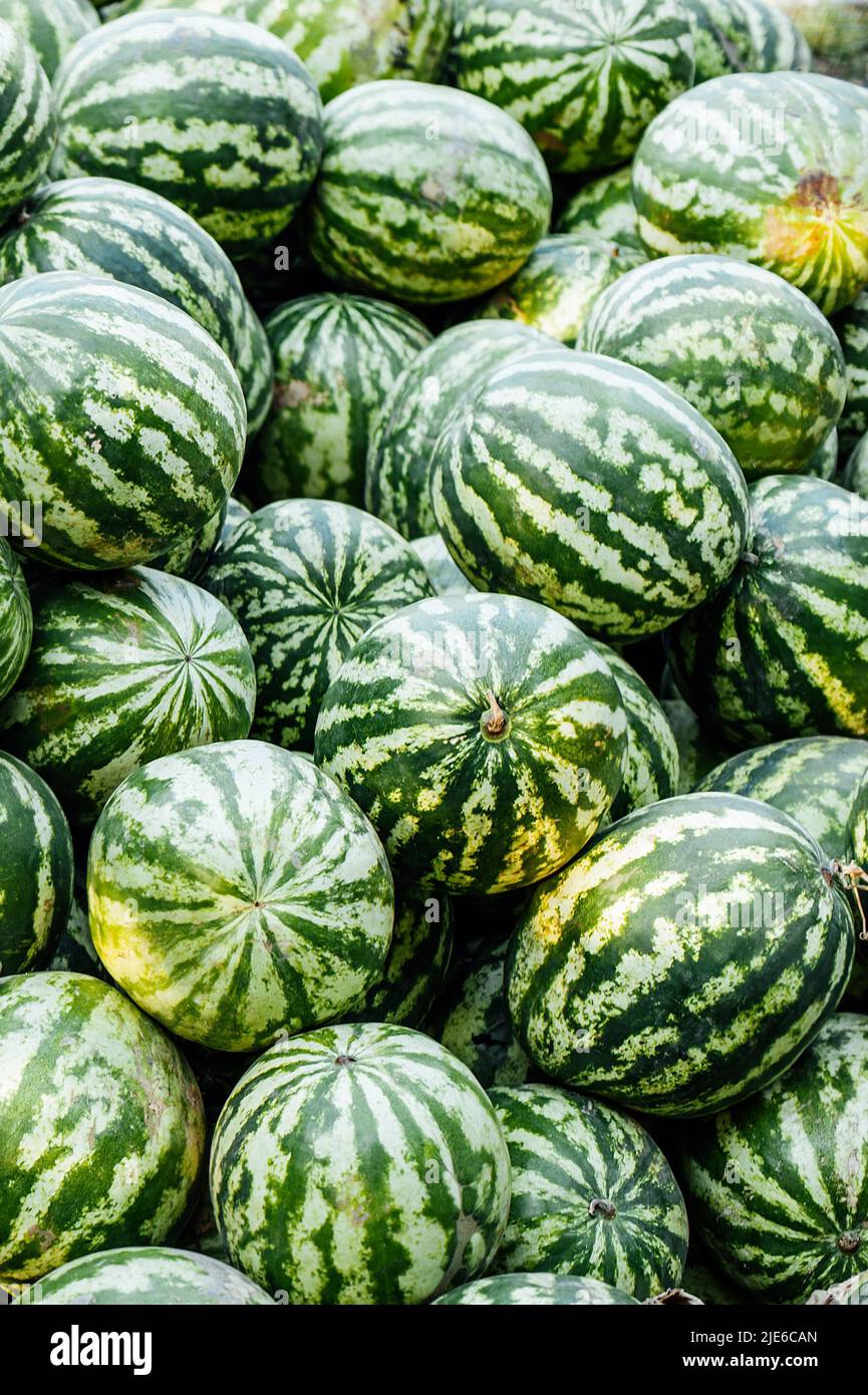 Kherson watermelons hi-res stock photography and images - Alamy
