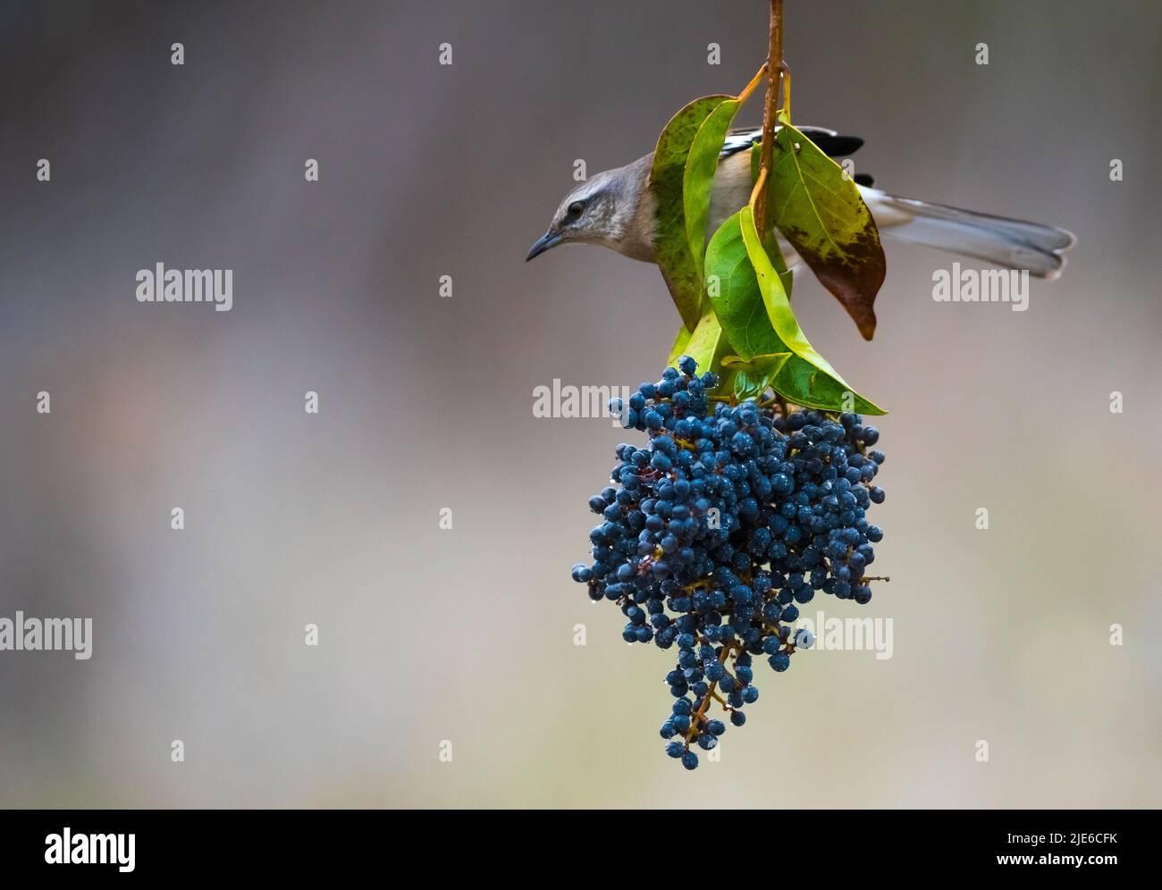 White banded Mockingbird, Mimus triurus, in Pampas grass environment ...