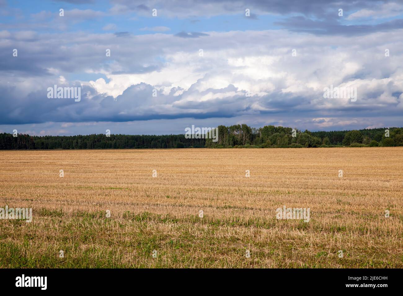 agricultural field with mature golden yellow cereals , field with ...