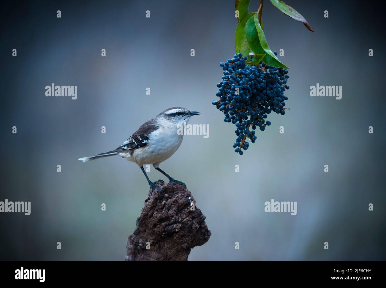 White banded Mockingbird, Mimus triurus, in Pampas grass environment ...