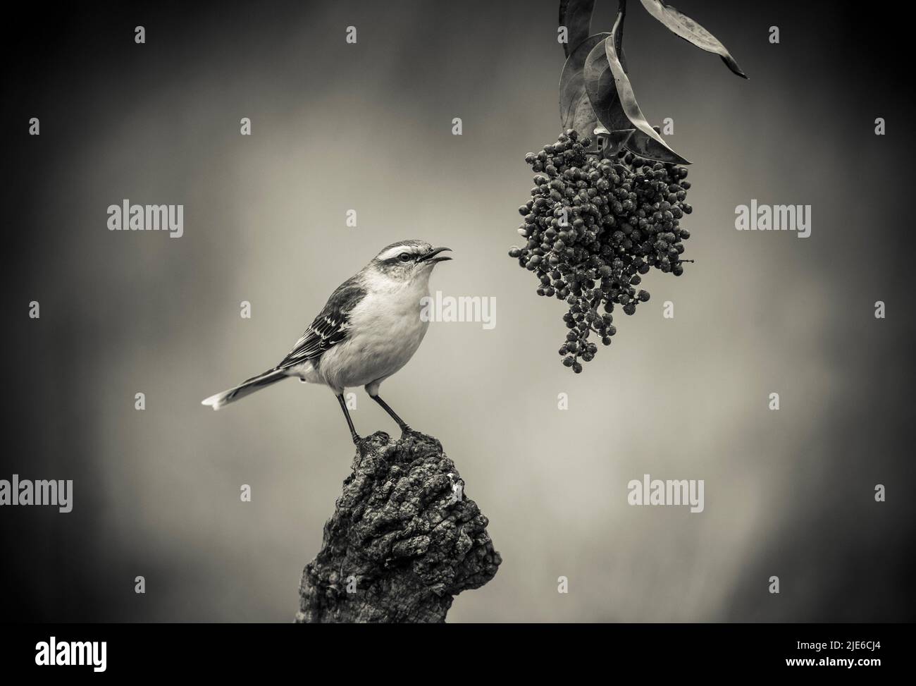 White banded Mockingbird, Mimus triurus, in Pampas grass environment ...