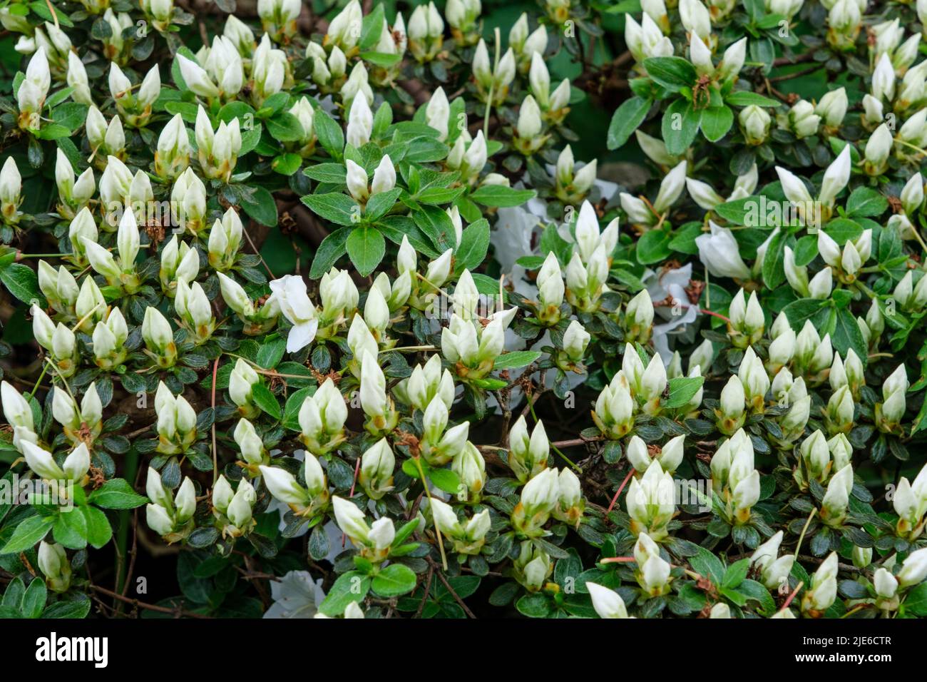 White azalea in flower growing over wall of garden of house in spring ...