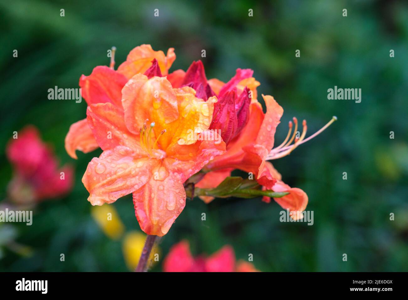 Orange azalea flowers in garden in spring Stock Photo - Alamy