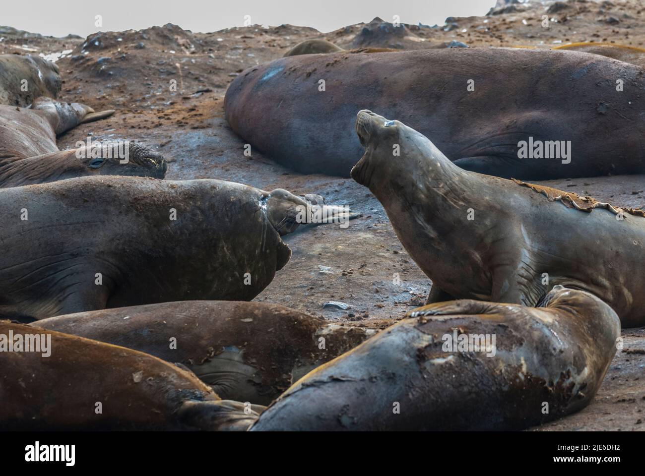South Atlantic Elephant Seal, in antarctic environment , Hannah Point ...