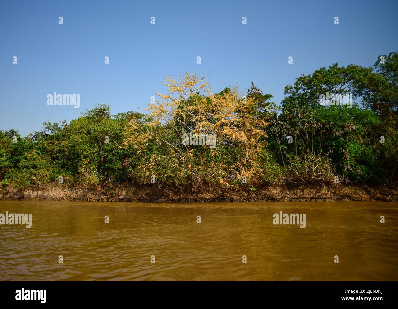 Cuiabá river landscape, Pantanal Forest , Mato grosso, Brazil Stock ...