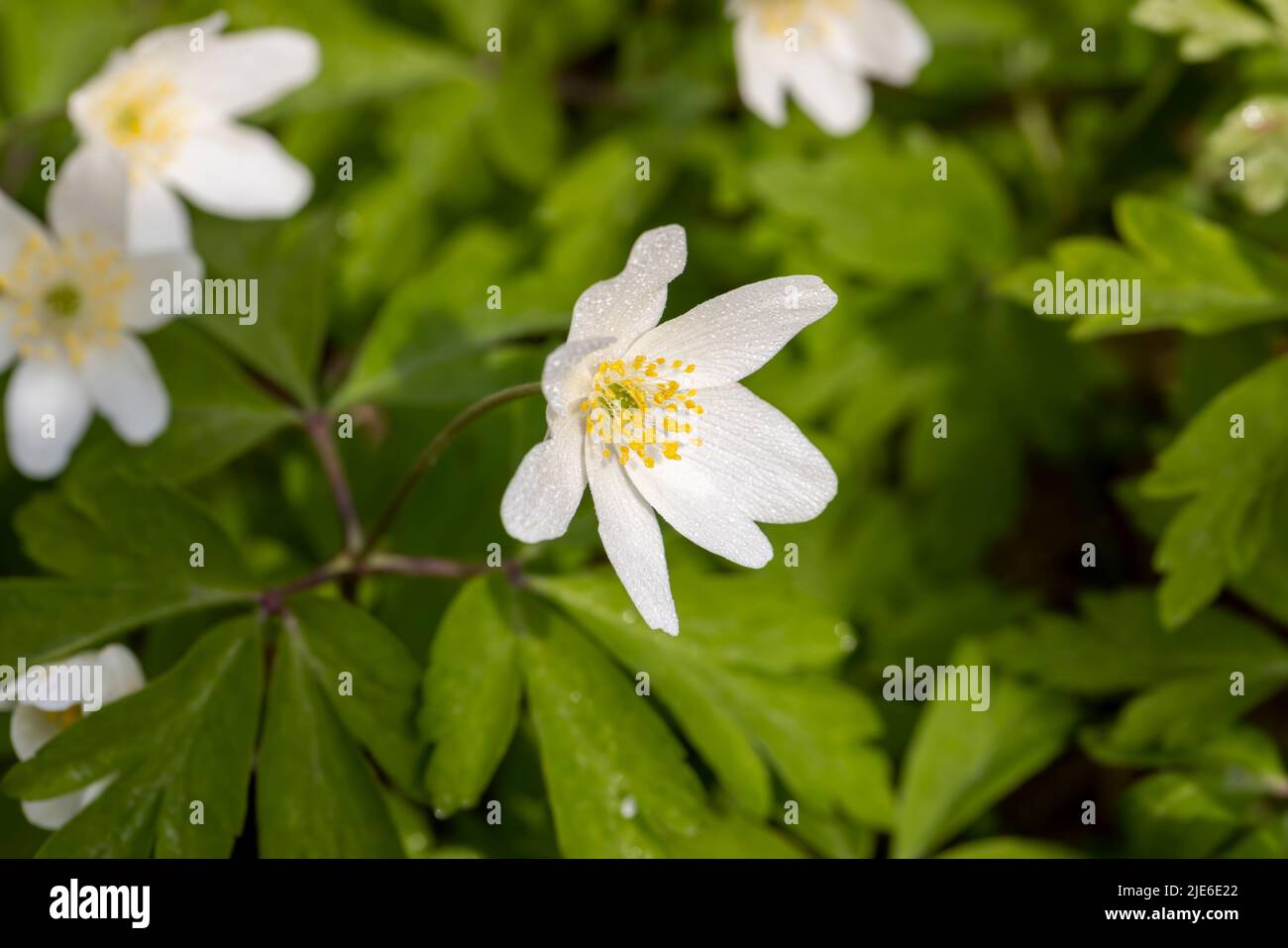 spring white flowers sprouting in the forest, sunny warm spring weather ...
