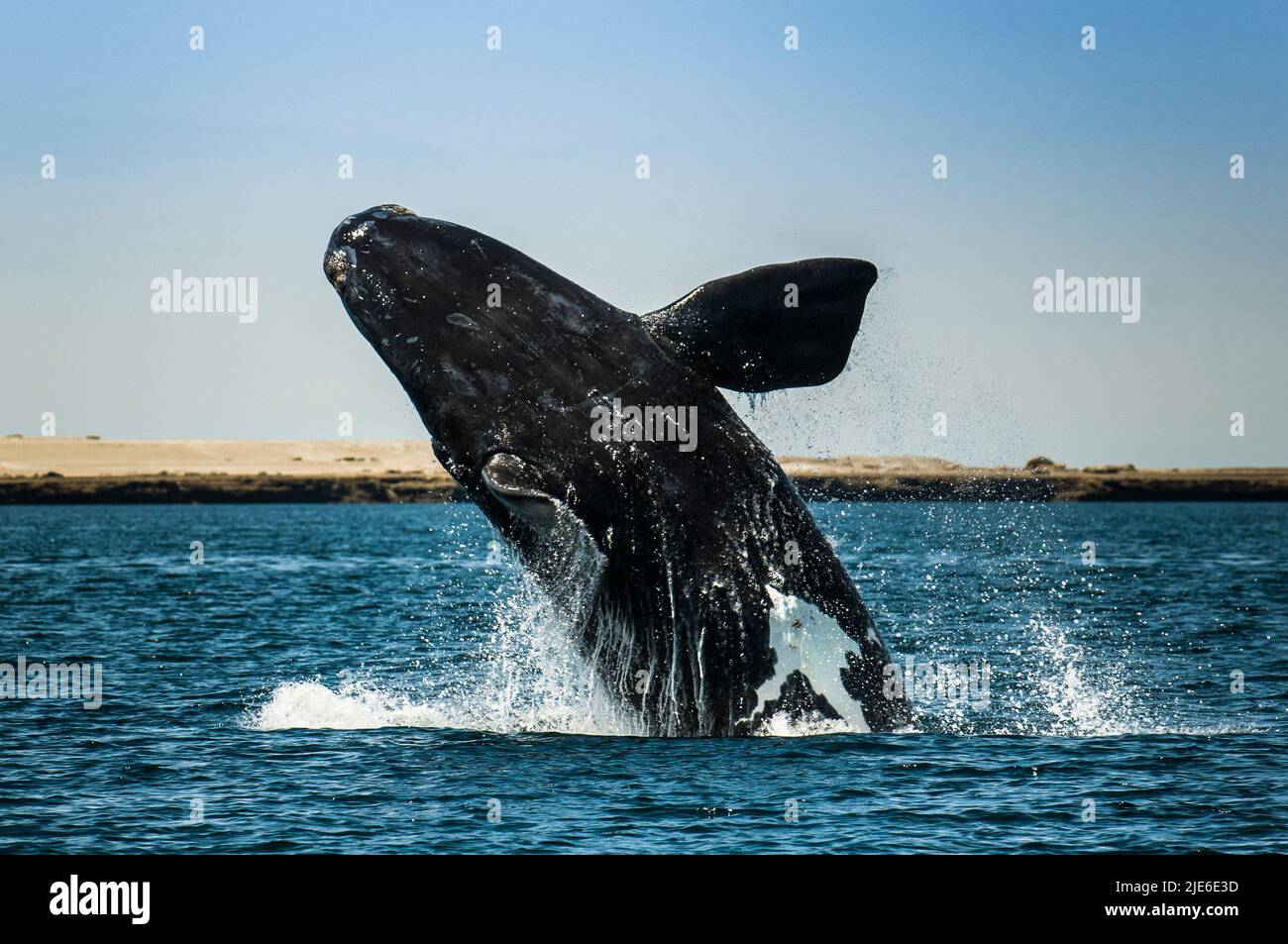 Right Whale jumping , Eubalaena Autralis, Glacialis, Patagonia ...