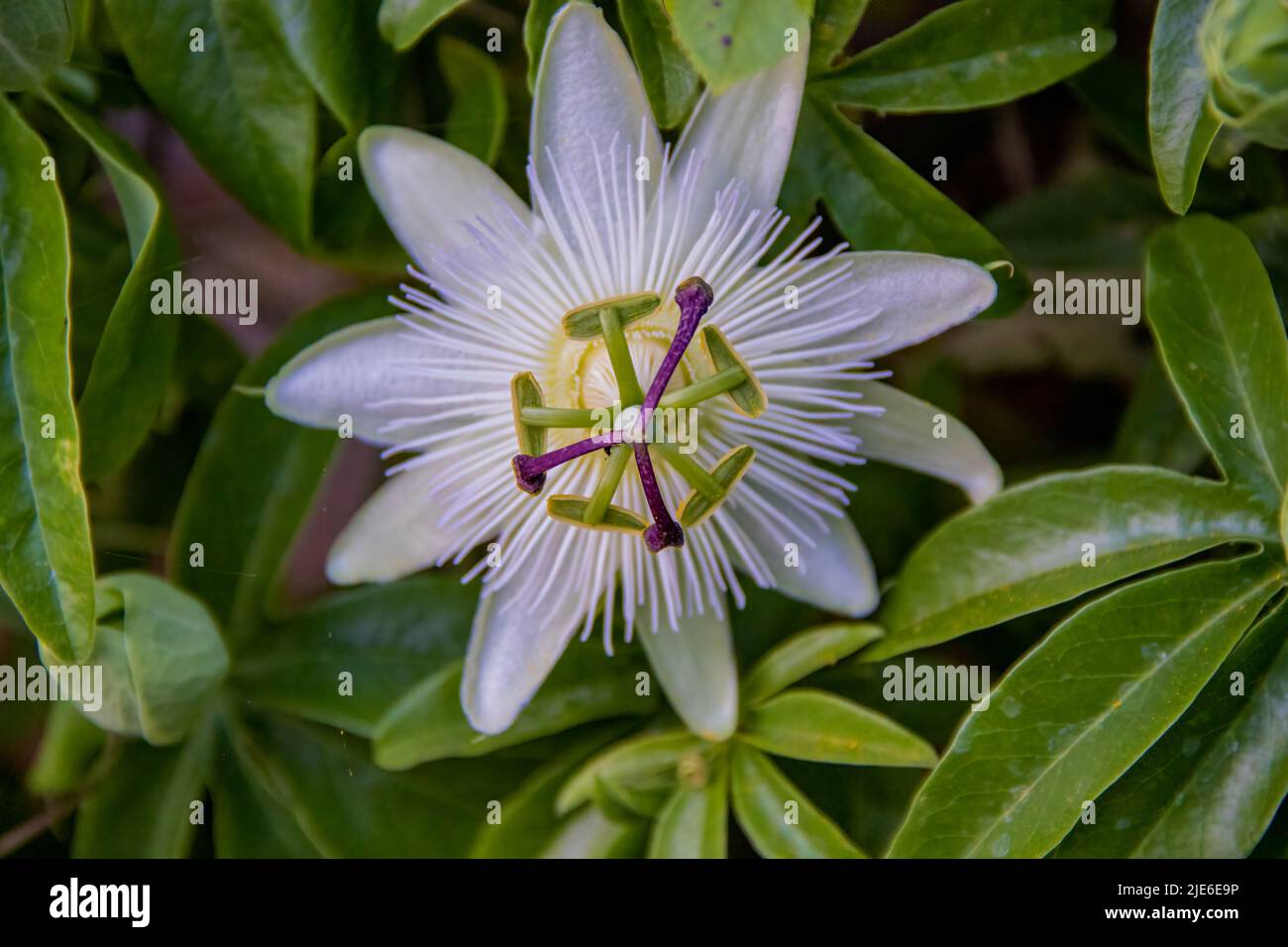 A beautiful Passion Flower (Passiflora caerulea) in a garden in Suffolk ...