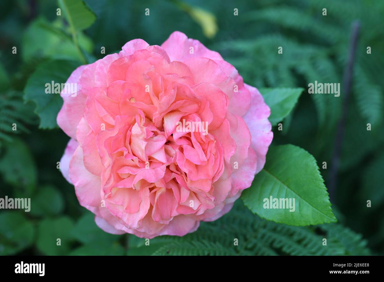 Louise rose hi-res stock photography and images - Alamy