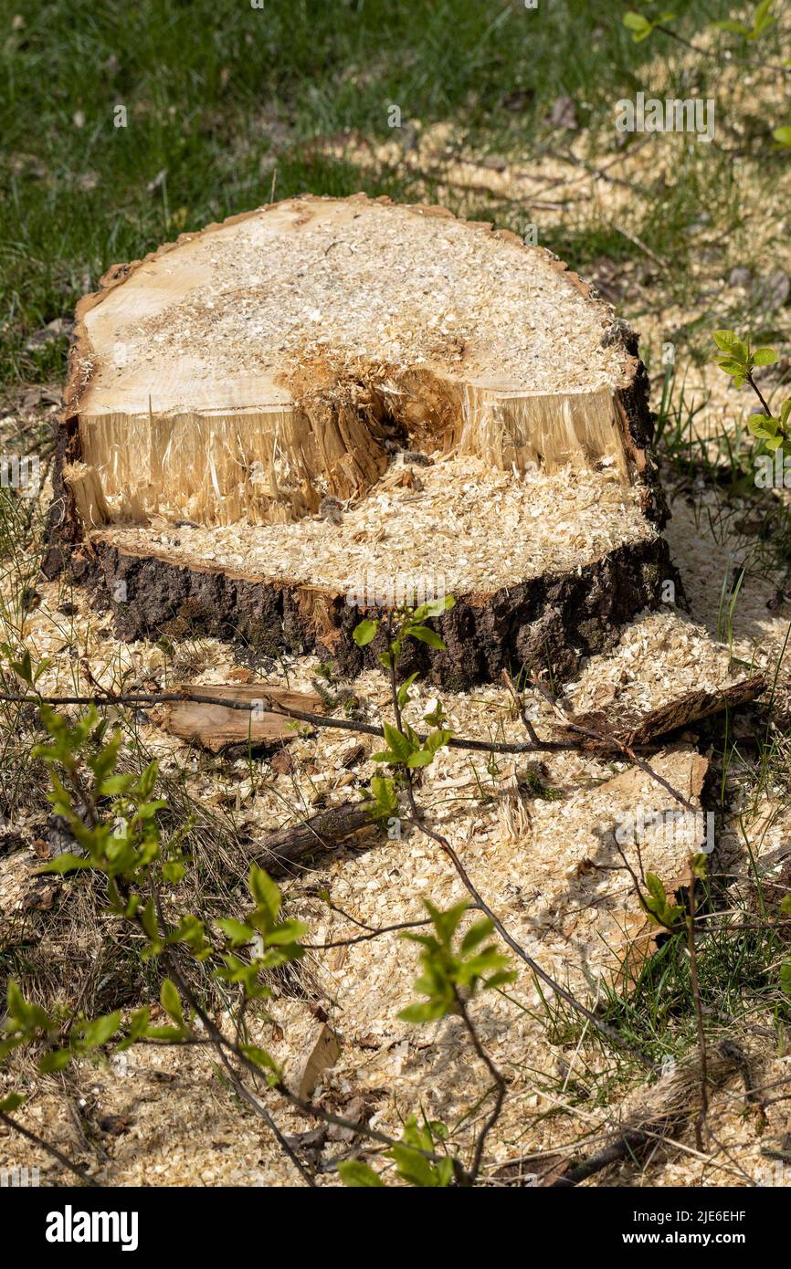 stumps and branches left after logging in the forest, deforestation to ...