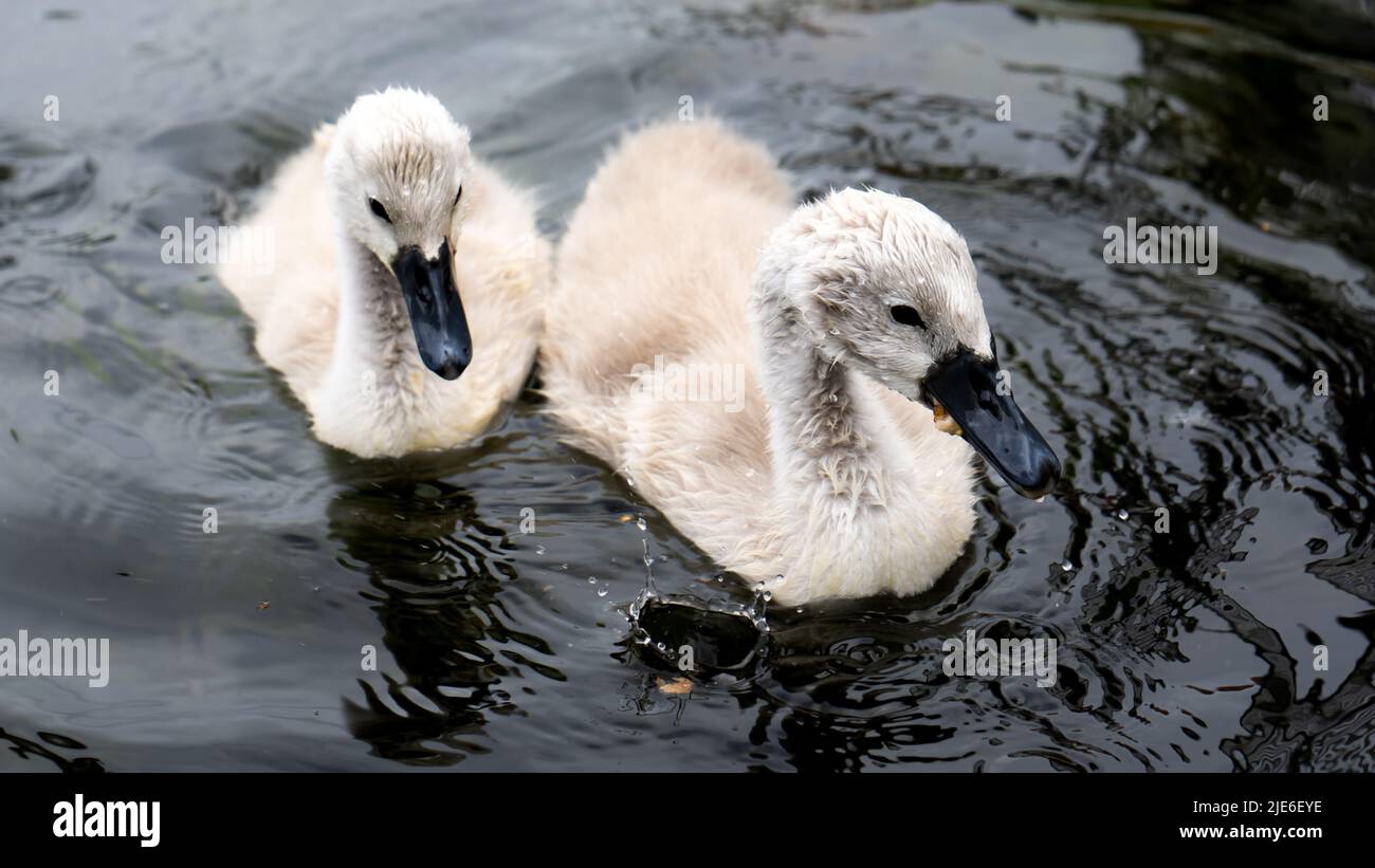 Double trouble hi-res stock photography and images - Alamy