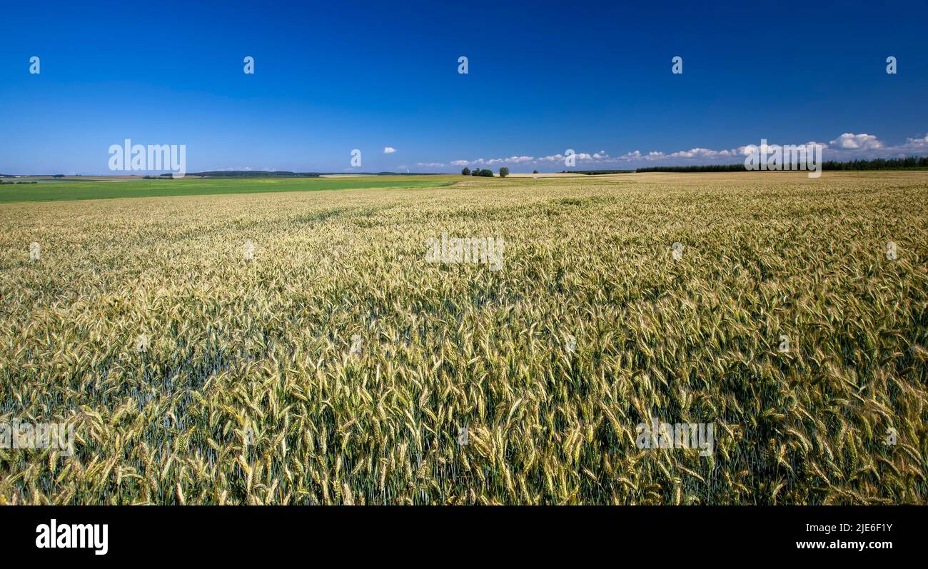 golden grain field with wheat, green yellow wheat cereals before ...