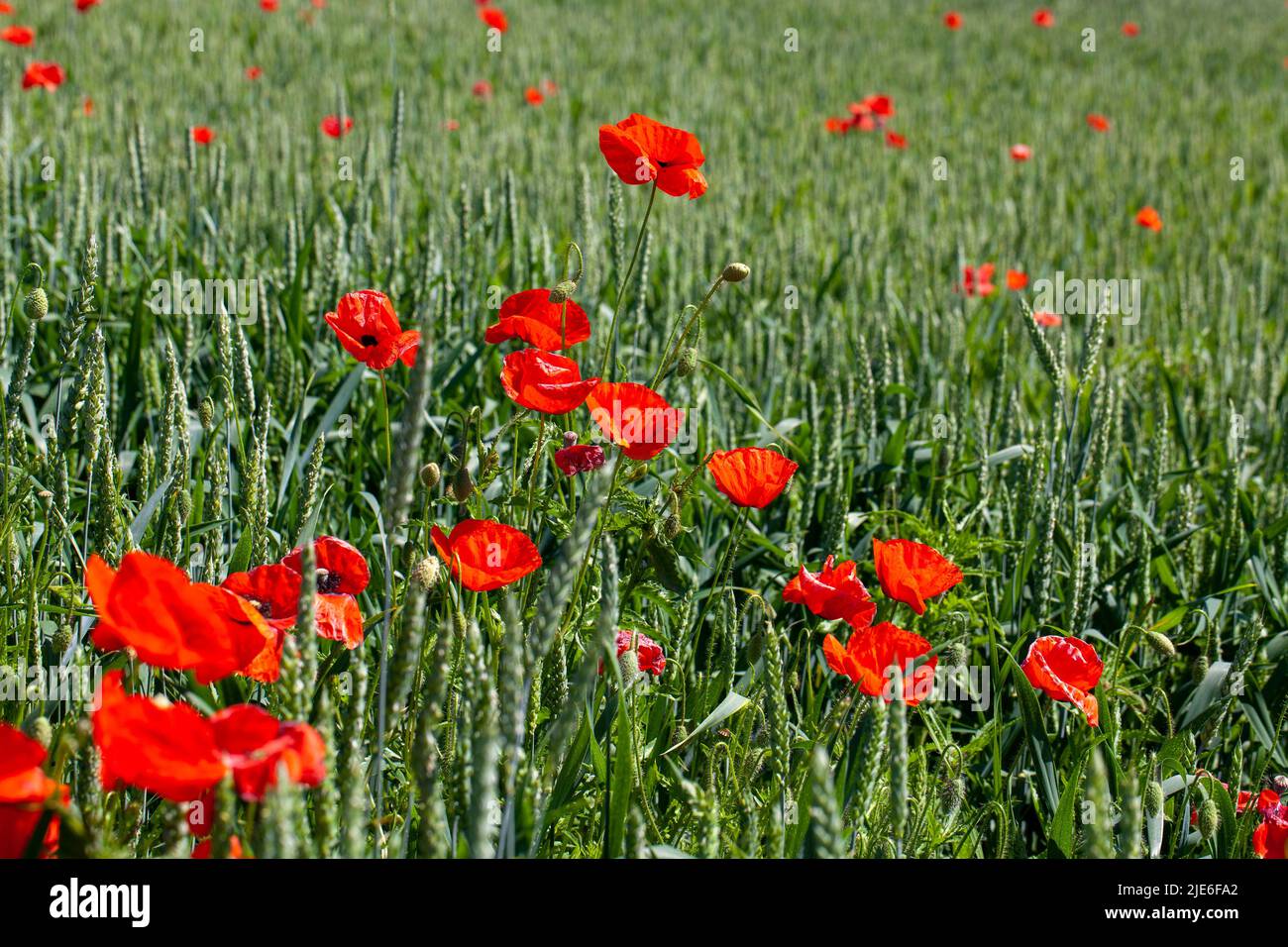 red poppies growing in an agricultural field with cereals, red poppy ...