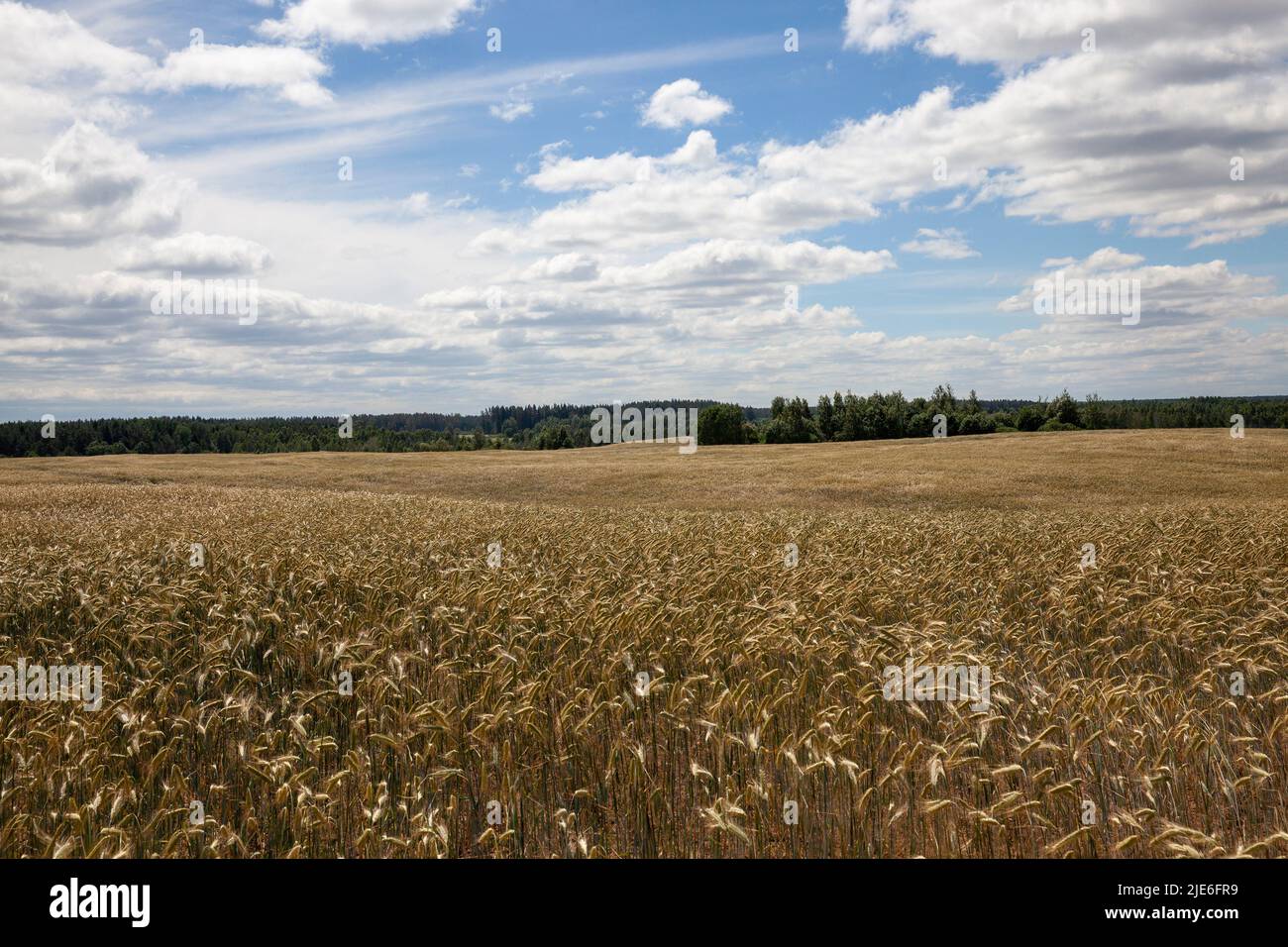 agricultural field on which cereal wheat grows, farming in an ...