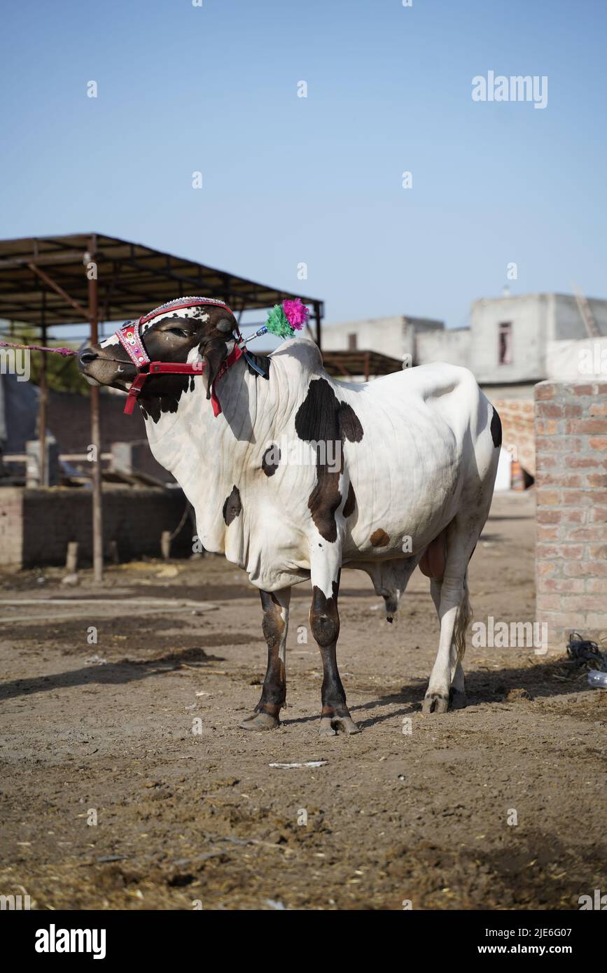 Pakistani cows hi-res stock photography and images - Alamy