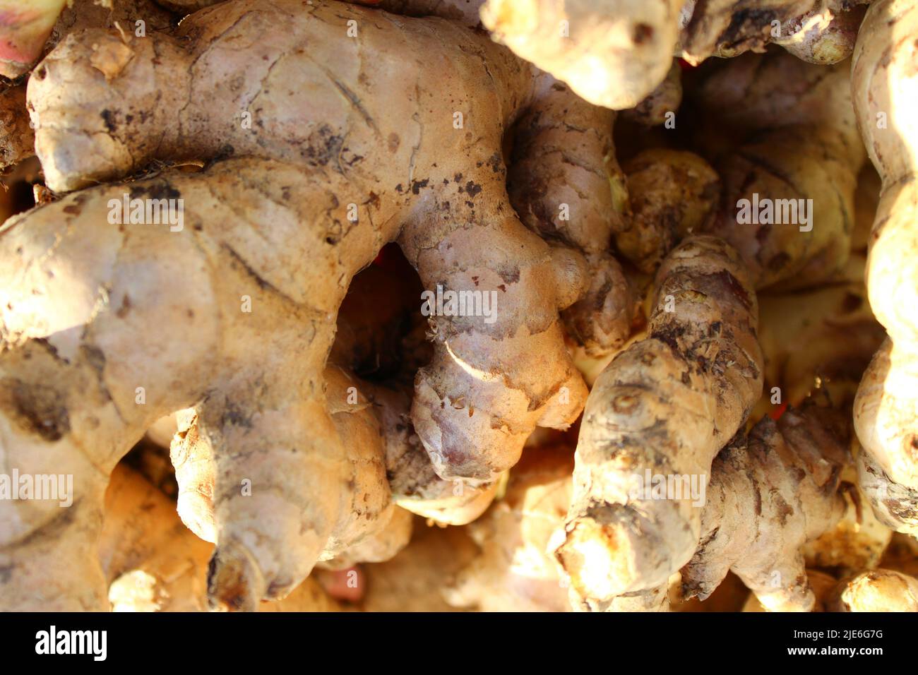 close up of fresh root Ginger (Zingiber officinale) with sunlight ...