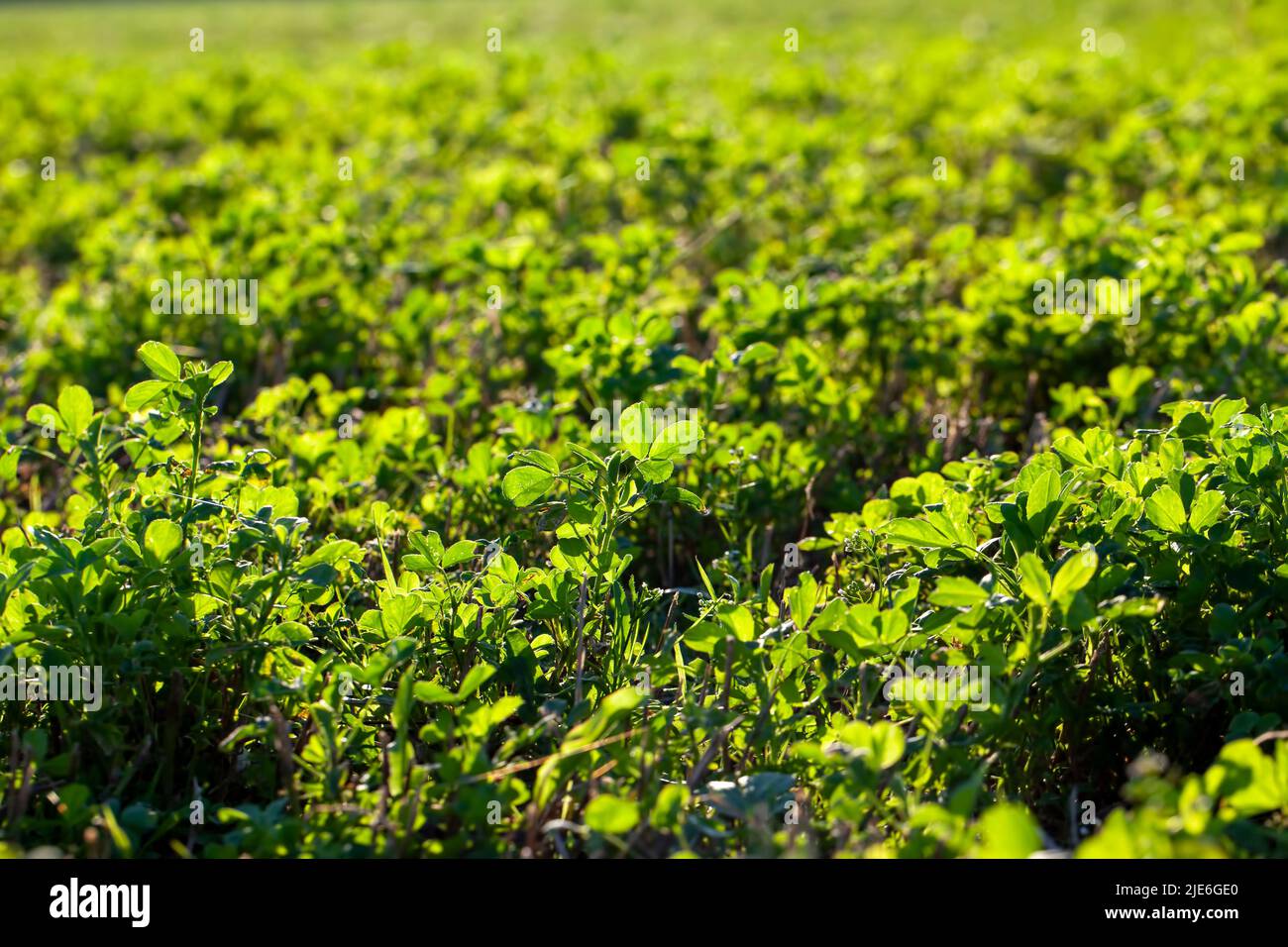 green clover in the field for harvesting animal feed, green clover that ...