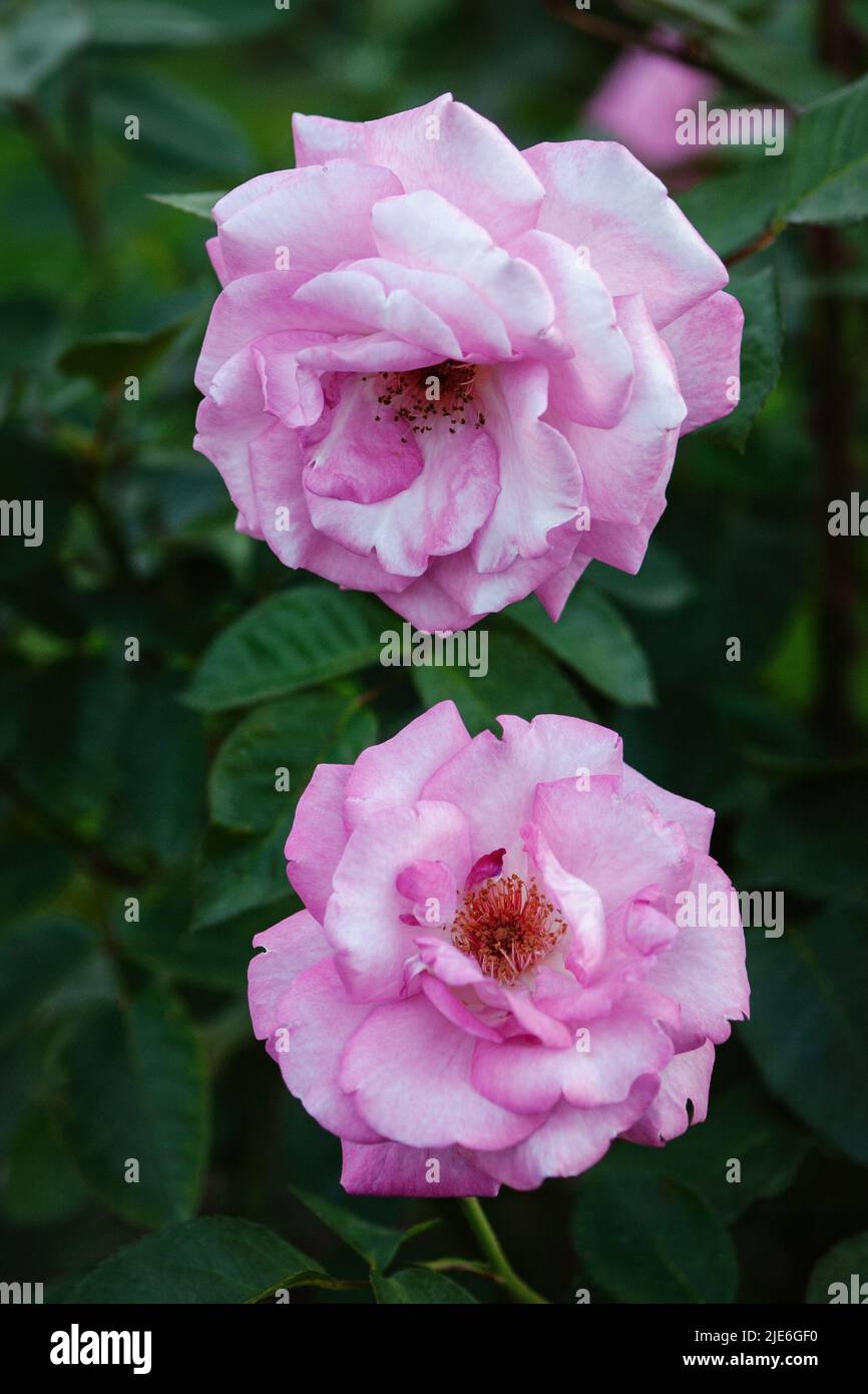 Kordes shrub rose hi-res stock photography and images - Alamy