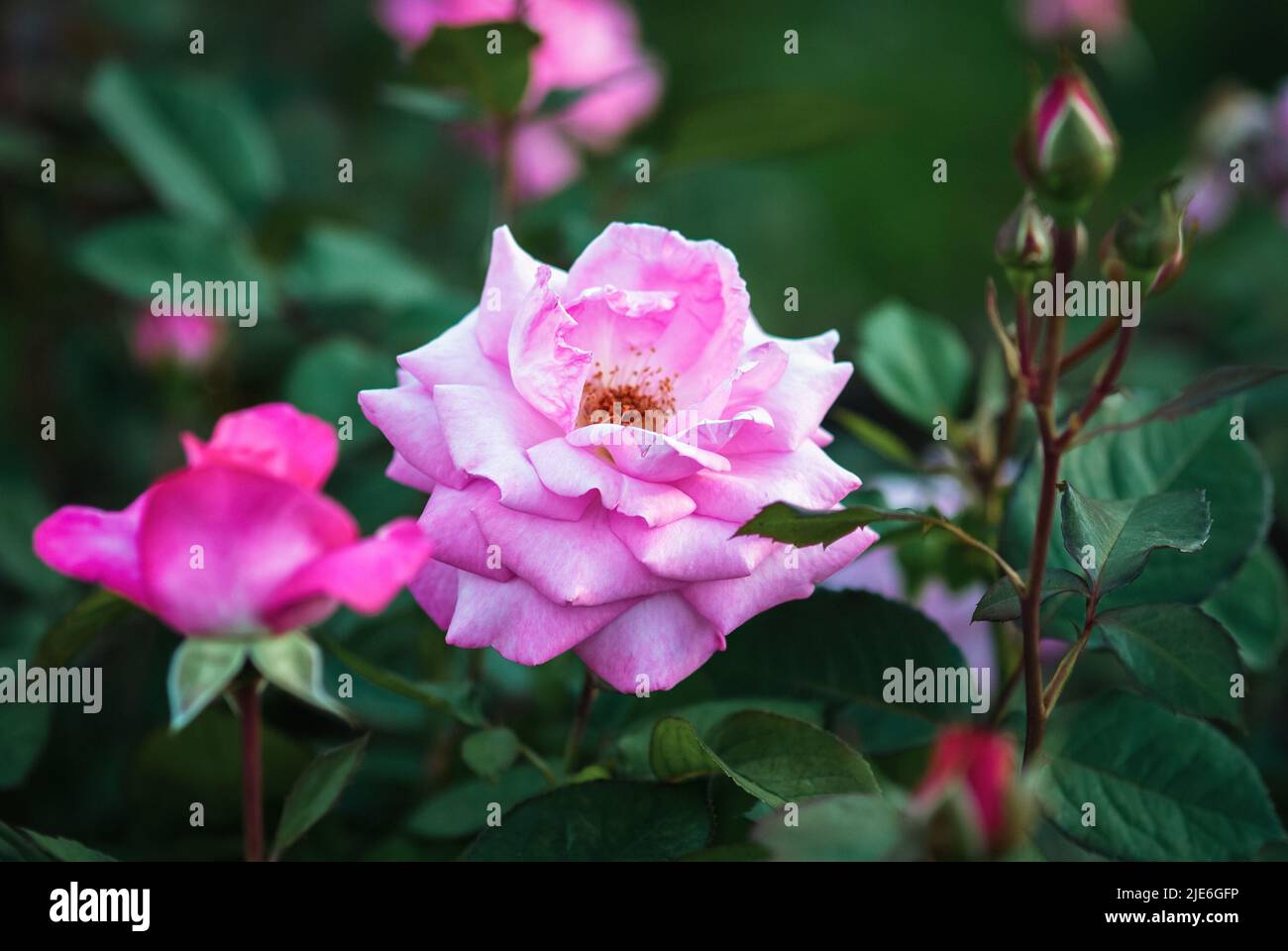 Rosa Eliza Kordes 2004, pink garden roses in rosarium Stock Photo - Alamy