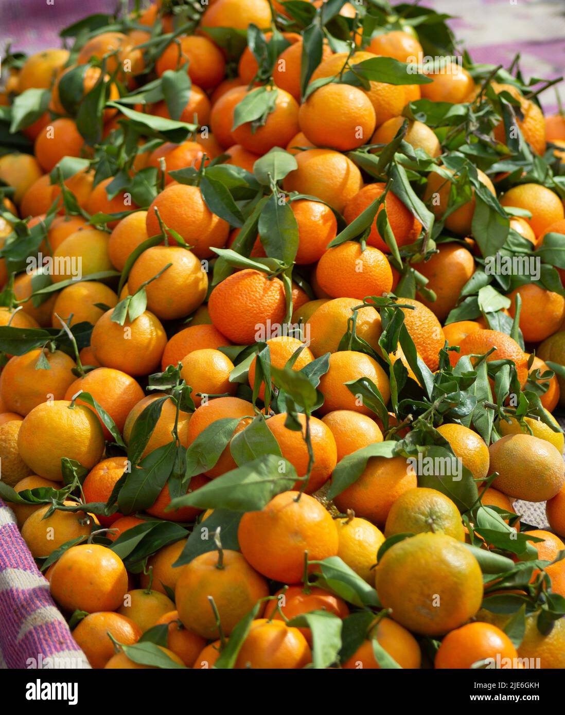 Oranges on bush hi-res stock photography and images - Alamy