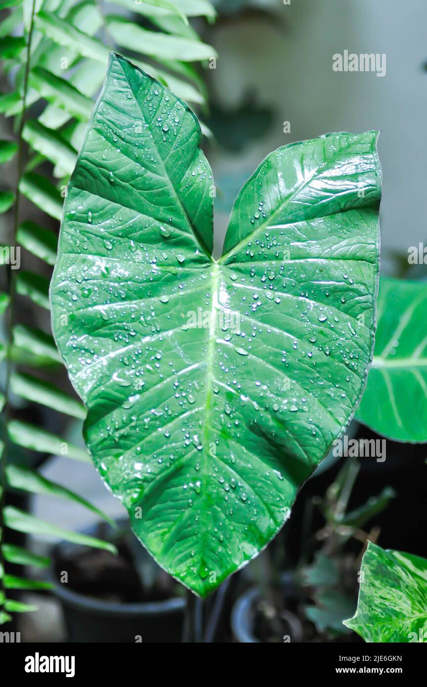 xanthosoma sagittifolium, malanga or xanthosoma or Colocasia plant ...
