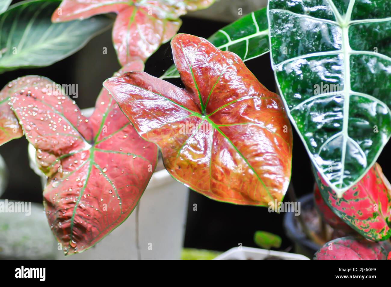 Caladium New Wave Bubble , Caladium bicolor Vent or Alocasia ...