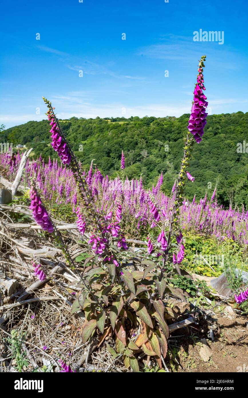 Uk, England, Devonshire, Teign Valley. Wild Foxglove growing in an open ...