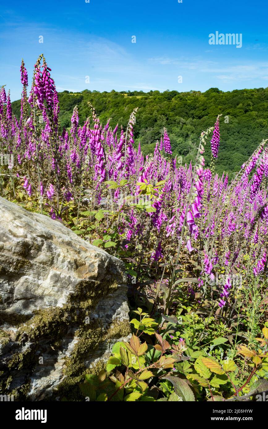 Uk, England, Devonshire, Teign Valley. Wild Foxglove growing in an open ...