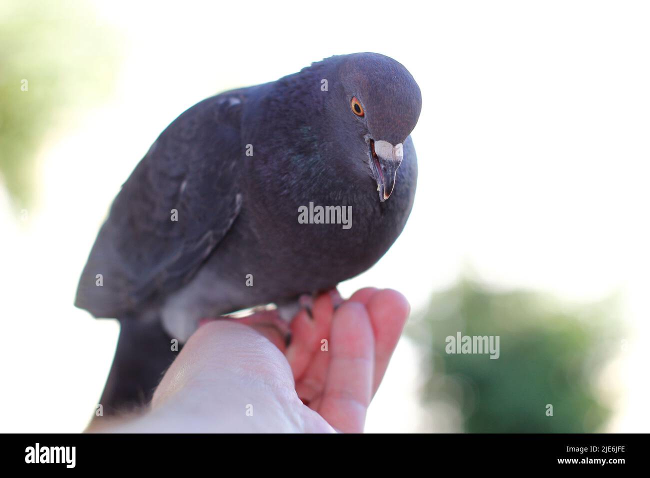 Carrier pigeon eats from human hands Stock Photo - Alamy